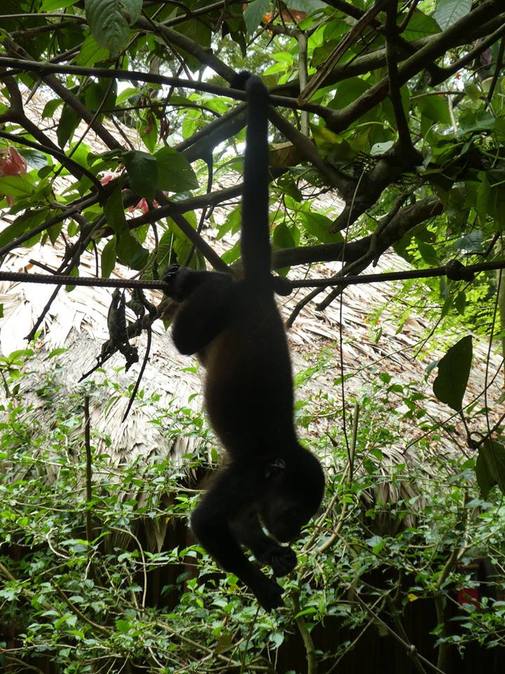 2 days 1 night adventure tour by Jungle Tom Safaris, Tortuguero, Costa Rica